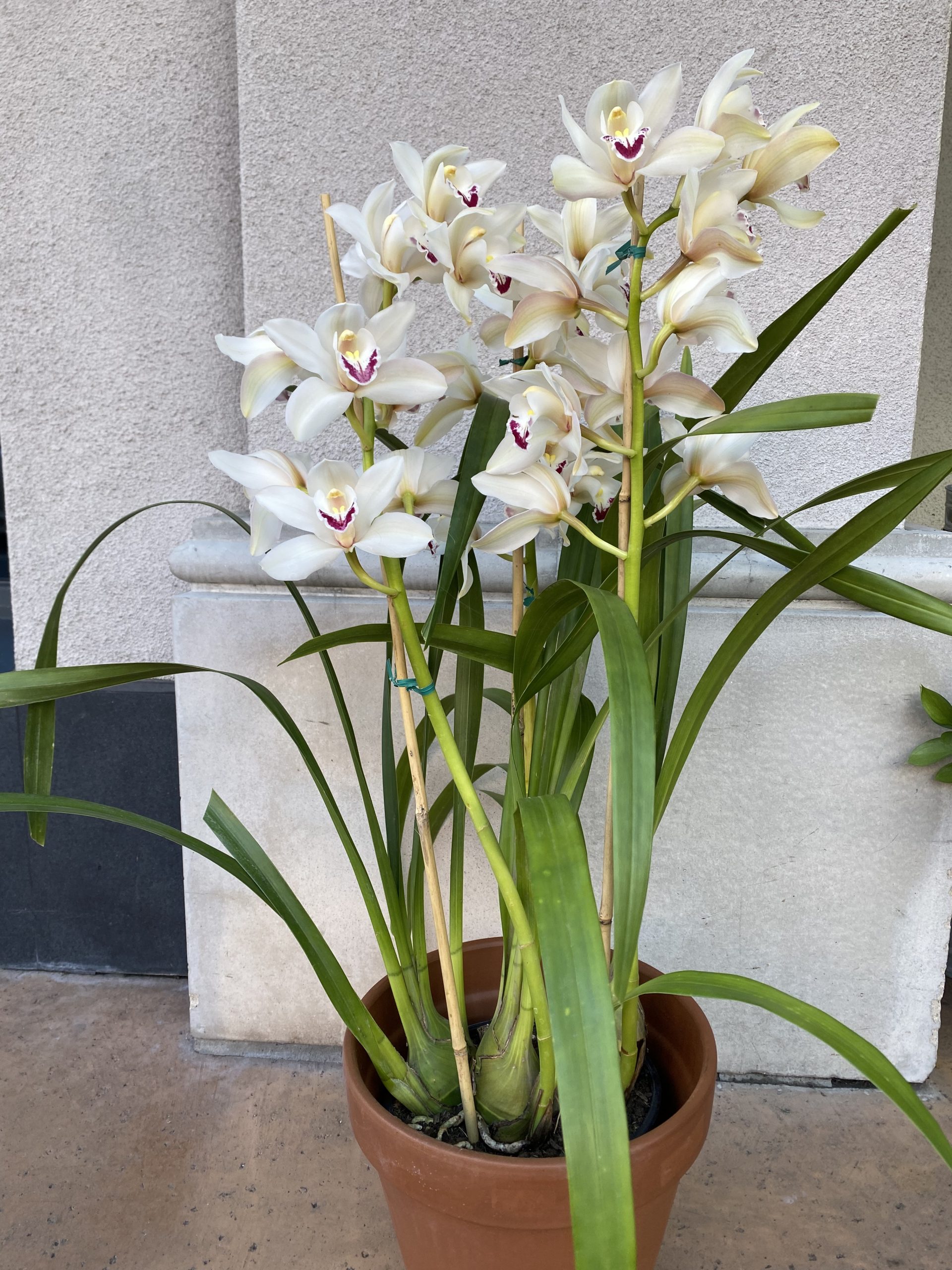 Orchid Cymbidium Plant